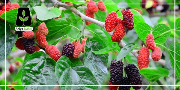 خواص توت: {برسی کامل 15 خاصیت و فواید توت سفید و قرمز} – نهالستان آریا نهال