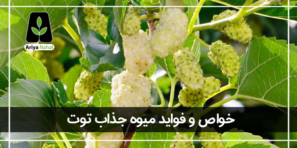 خواص توت: {برسی کامل 15 خاصیت و فواید توت سفید و قرمز} – نهالستان آریا نهال