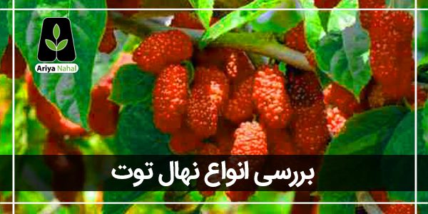 معرفی انواع درخت توت پربار ایرانی و خارجی – نهالستان آریا نهال